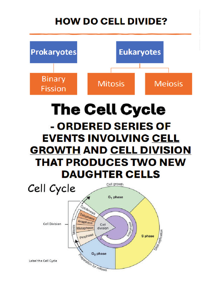 Cell | PDF