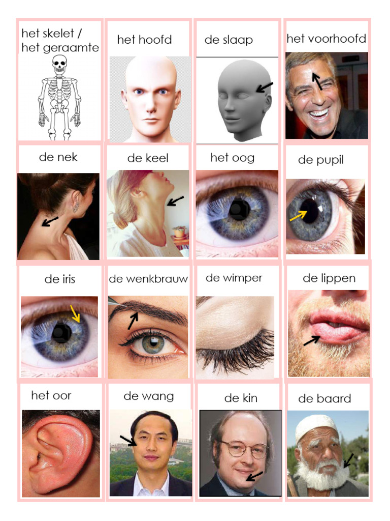 Lichaam - Plaatjes + Tekst | PDF