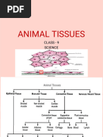 Class 9th Animal Tissue Notes | PDF | Epithelium | Muscle