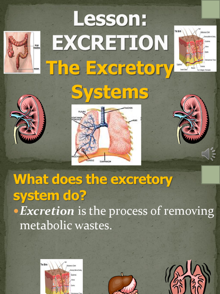 Excretory System | PDF