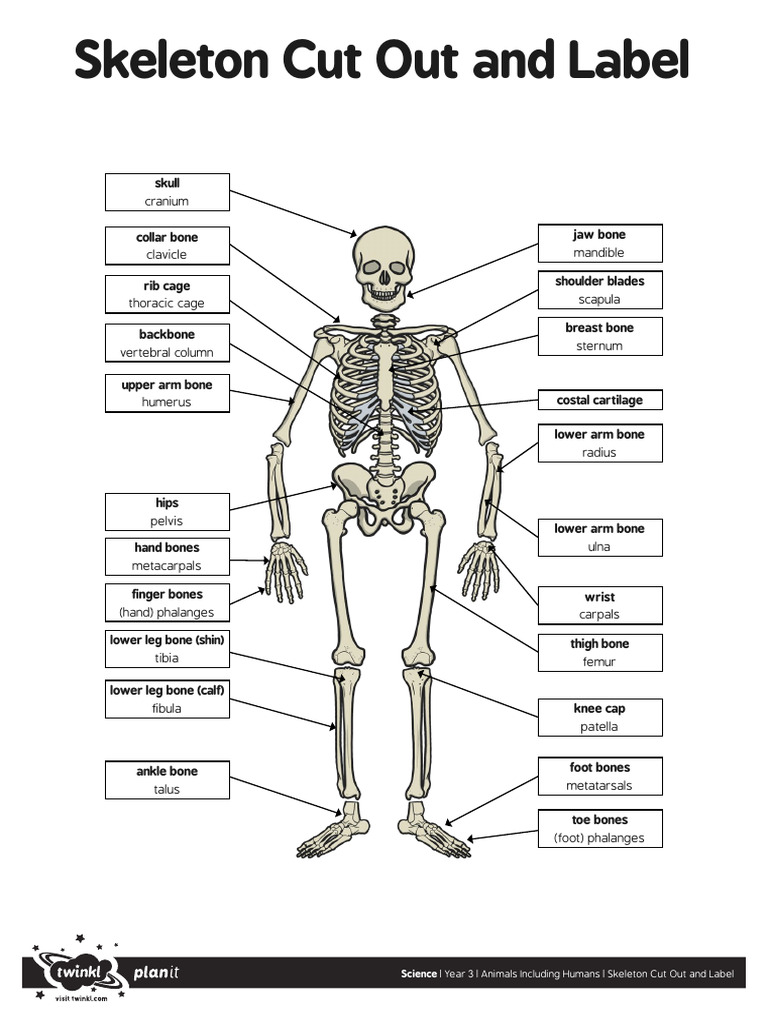 Skeleton Cut Out and Label Home Learning Task | PDF Skeleton Cut Out and Label Home Learning Task | PDF