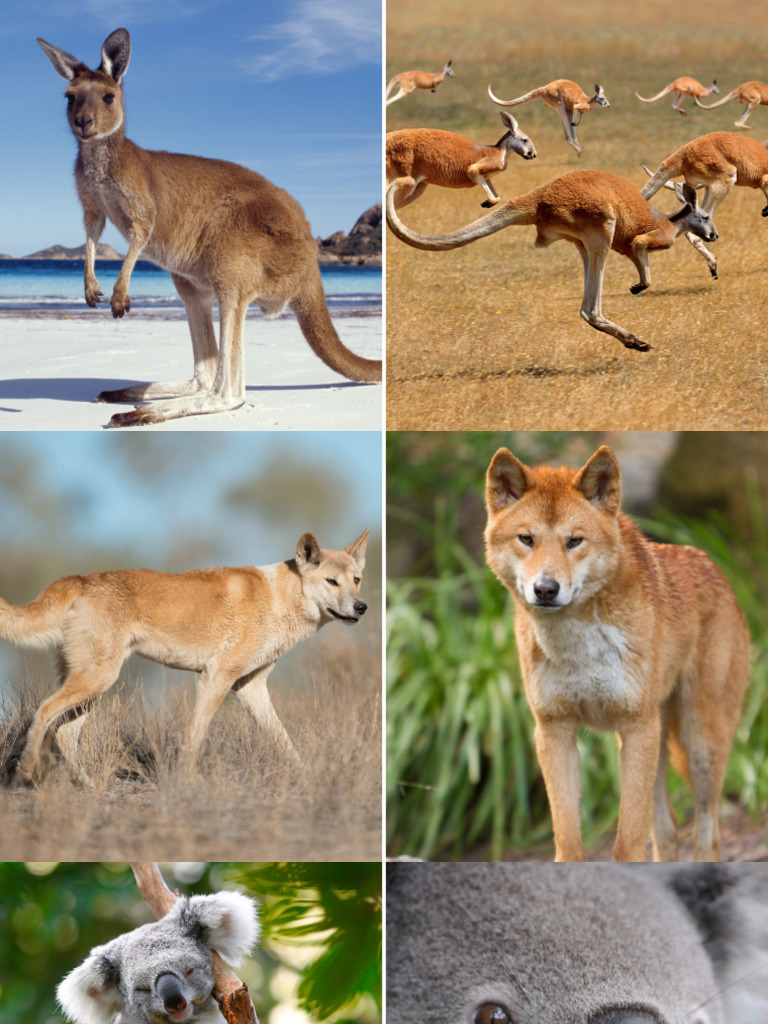 Australian Animals - 4th Graders | PDF