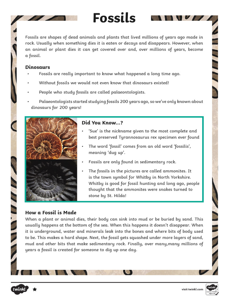Year 3 Fossils Differentiated Reading Comprehension Activity | PDF