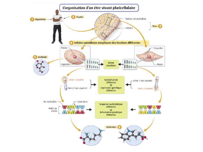 Schéma Cellules Spécialisées Et ADN À Comprendre | PDF