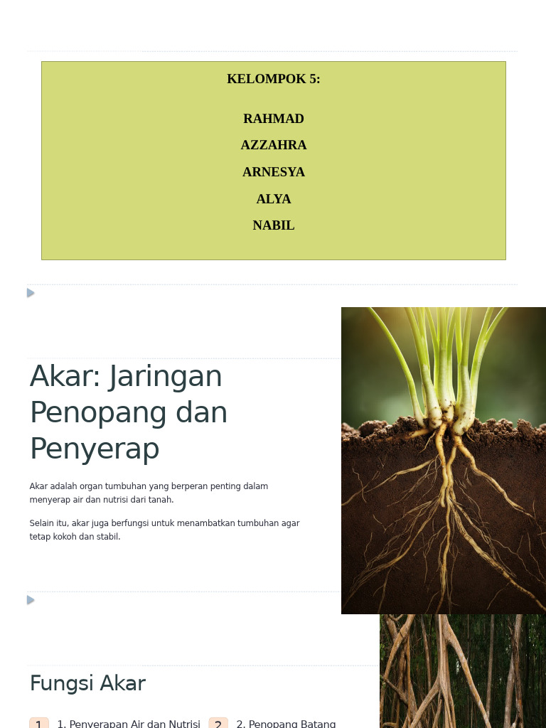 Biologi Akar Kel.5 | PDF