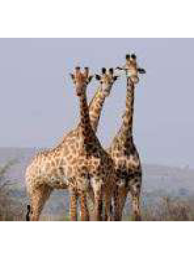 Foto Jirafa PDF | PDF