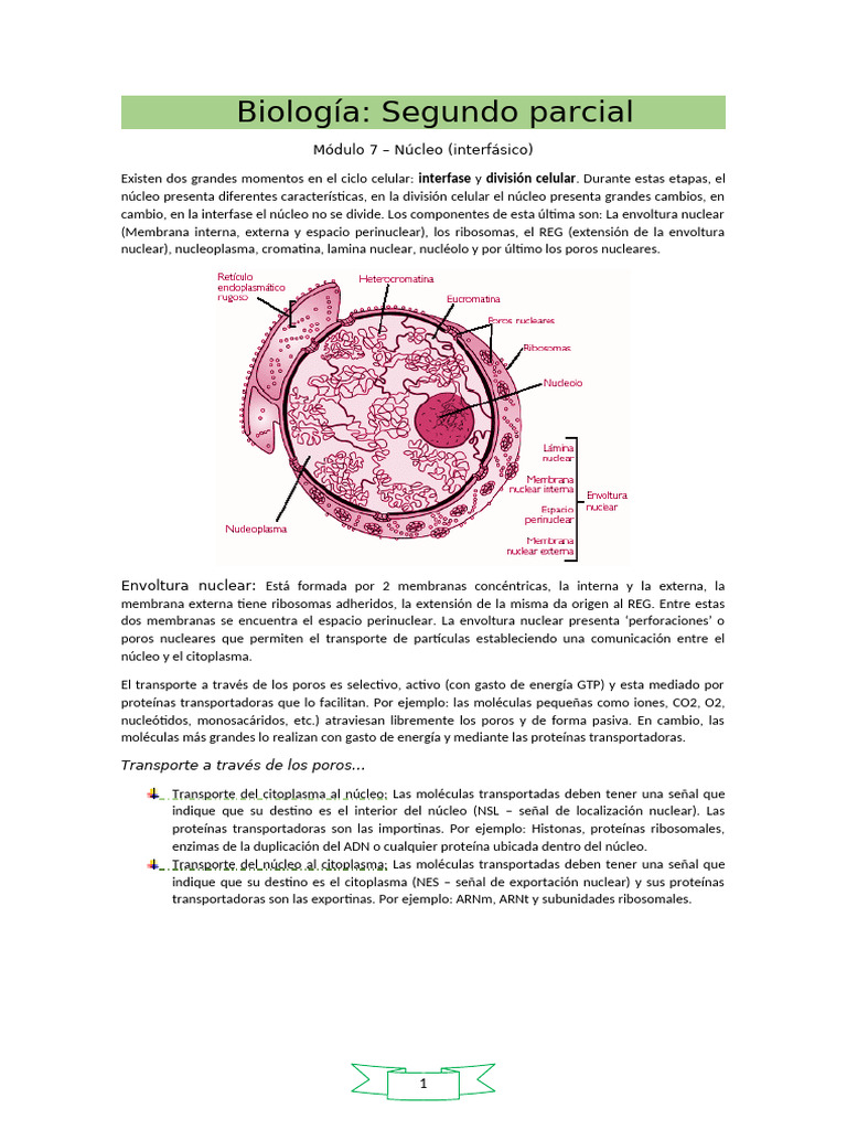Biología - Resumen Segundo Parcial. | PDF | Rna | Ciencia y matemáticas
