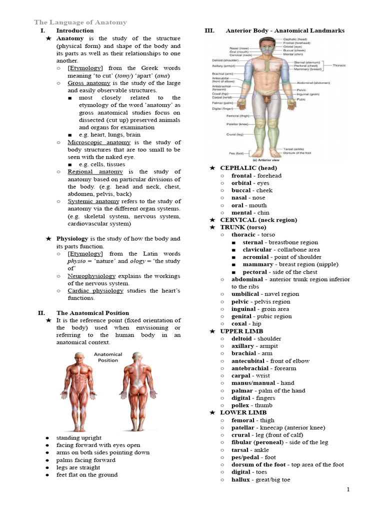 The Language of Anatomy - Notes | PDF