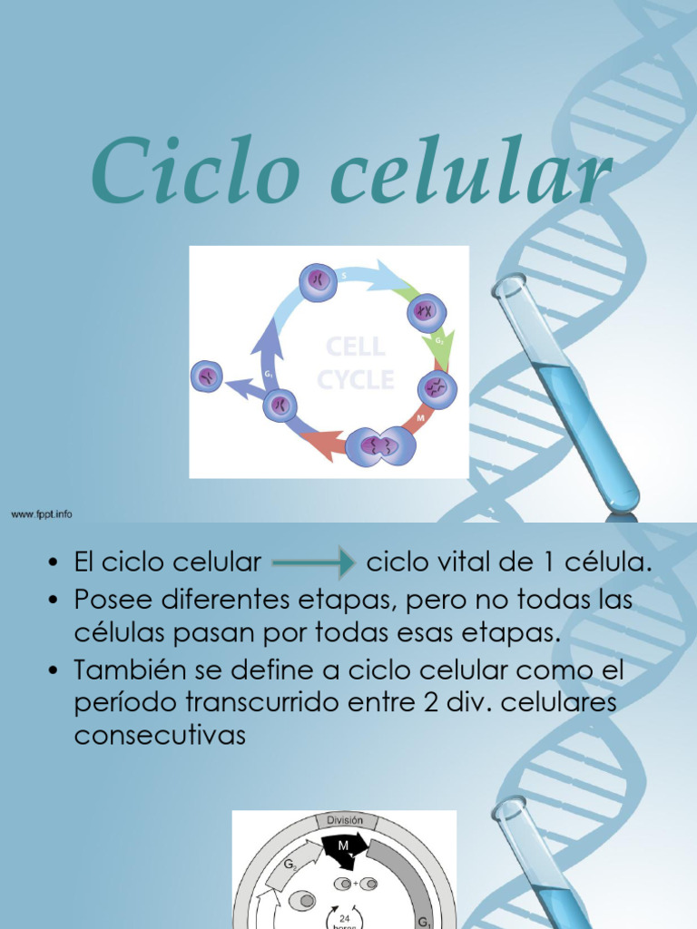 Ciclo celular (AL21).pptx | PDF