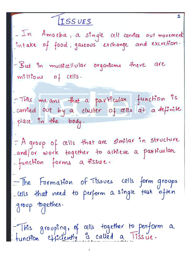 Class 9th Science CH 6 - Tissue | PDF