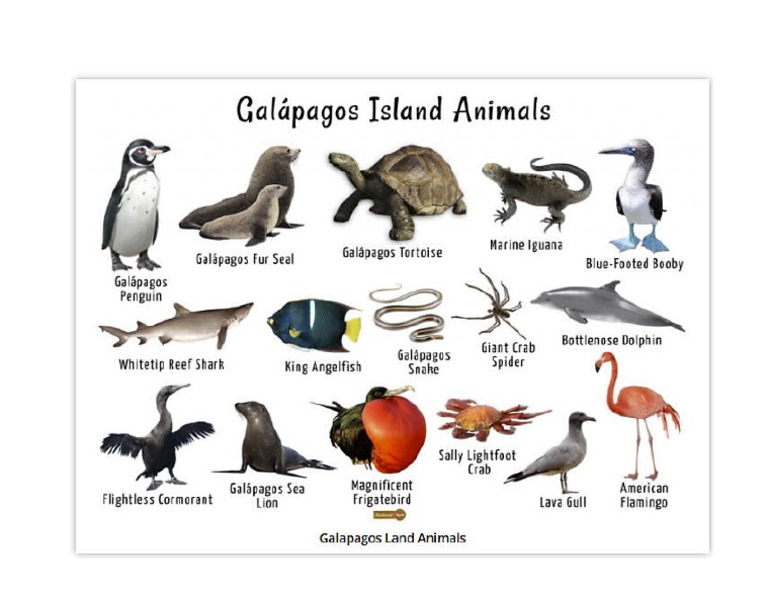 Animales de Galapagos | PDF