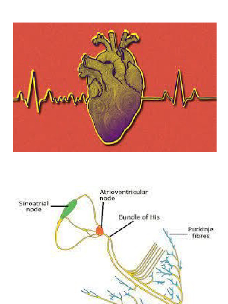 4-Heart Beat Conduction System | PDF