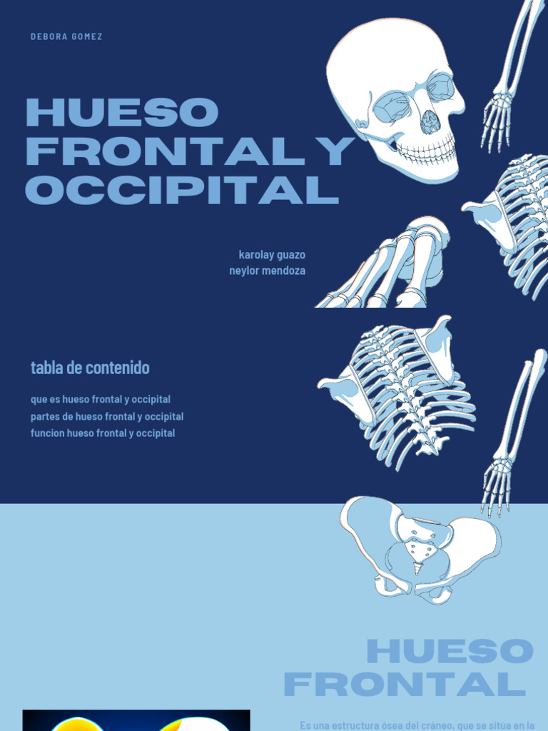 Hueso Frontal y Occipital PDF | PDF