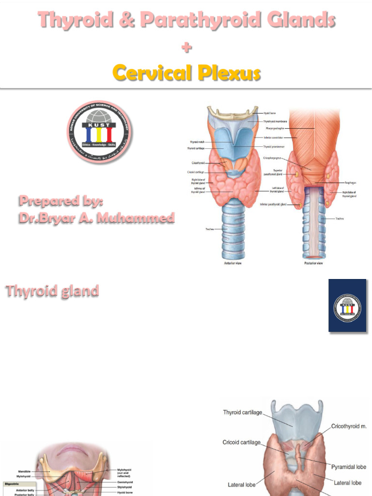 Thyroid & Parathyroid | PDF