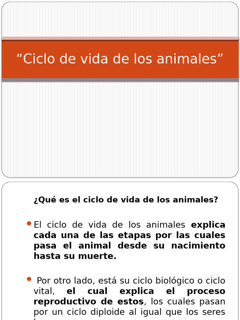 Ciclo de Vida de Los Animales | PDF | Reproducción | Pollo