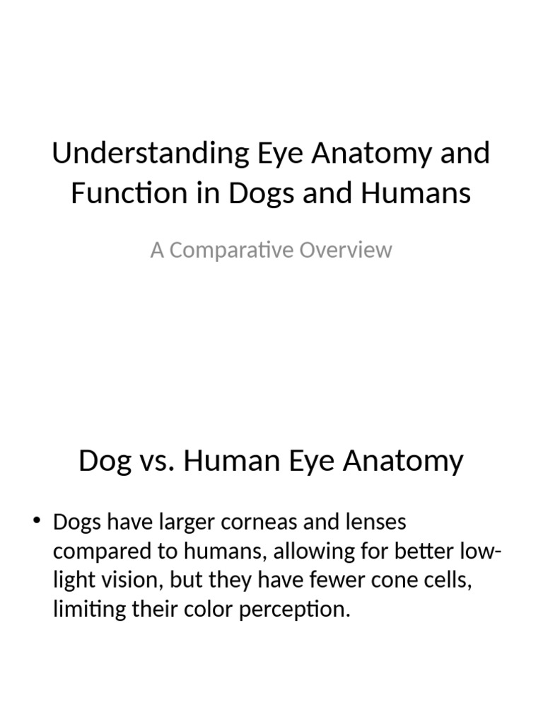 Eye Anatomy Dogs Humans Presentation | PDF