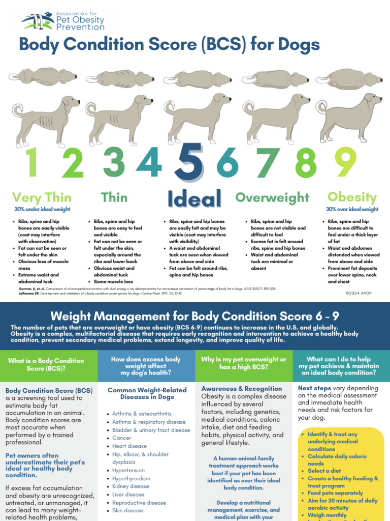 Body Condition Score BCS For Dogs | PDF | Obesity | Adipose Tissue