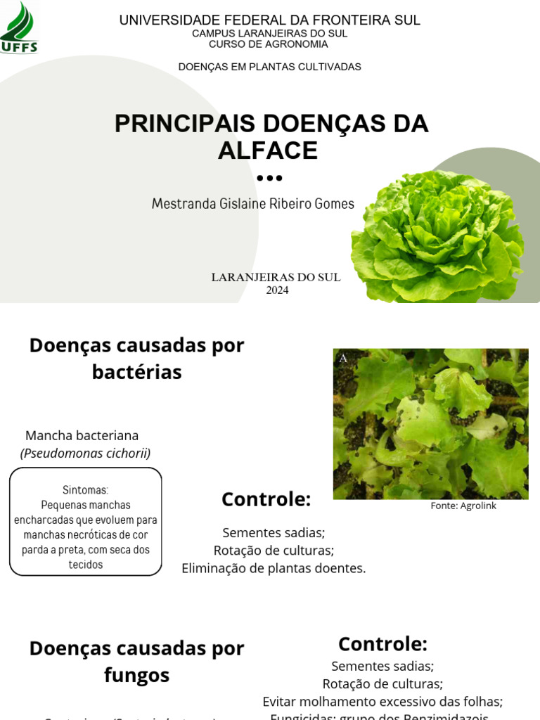 Doenas Da Alface e Brssicas | PDF