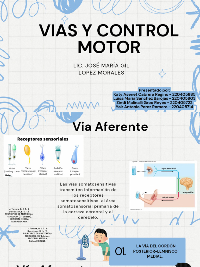 Vias y Control Motor | PDF | Cerebro | Sistema nervioso central