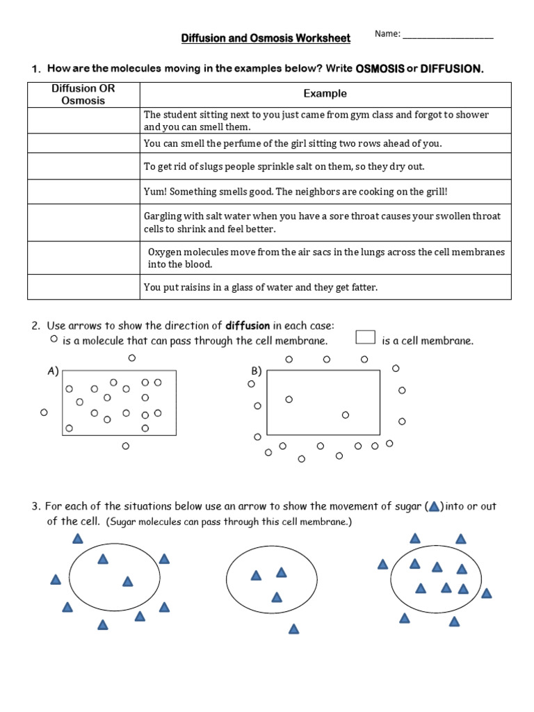 Diffusion, Osmosis Worksheet | PDF