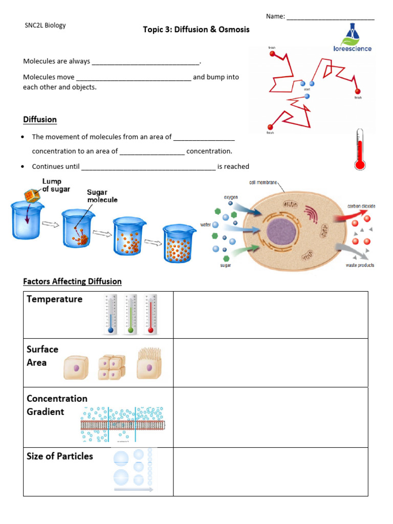 Diffusion and Osmosis | PDF