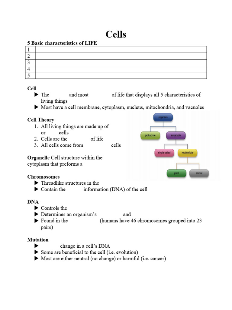 Cells Worksheet | PDF