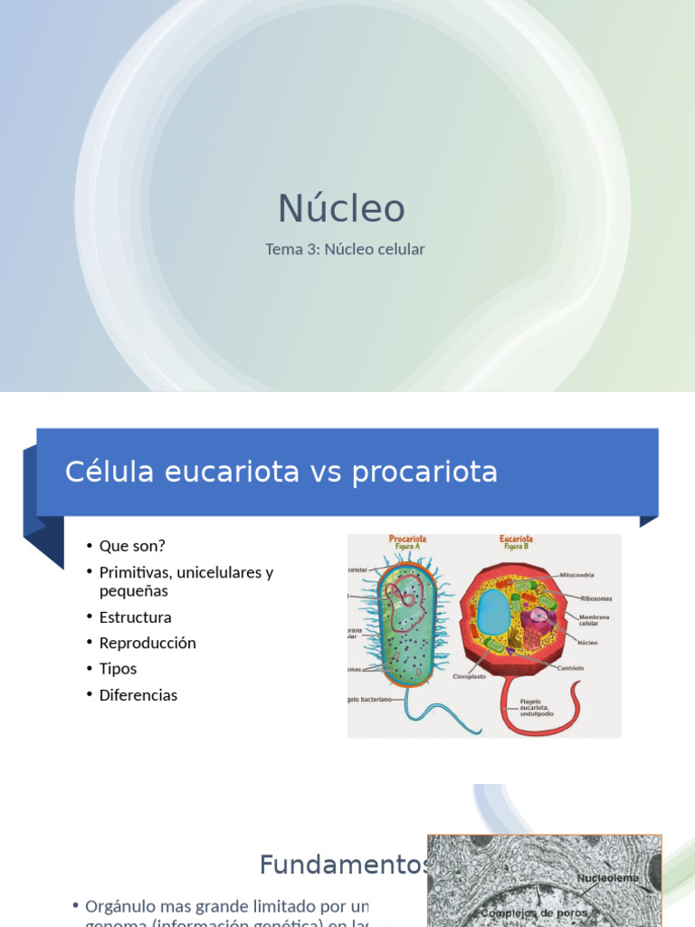 3 Nucleo | PDF