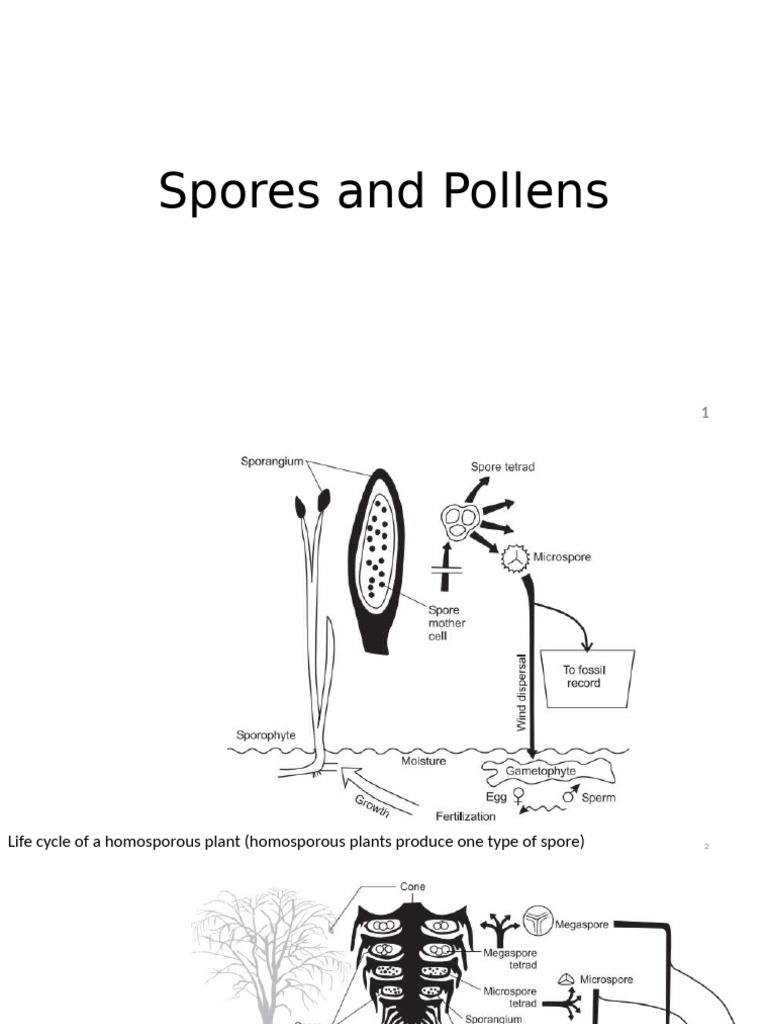 Palynology - Spores and Pollen | PDF | Spore | Pollen