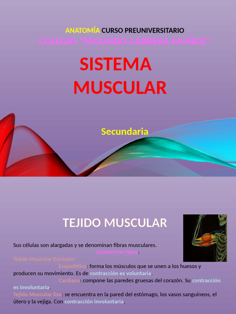 Preu Sistema Muscular | PDF