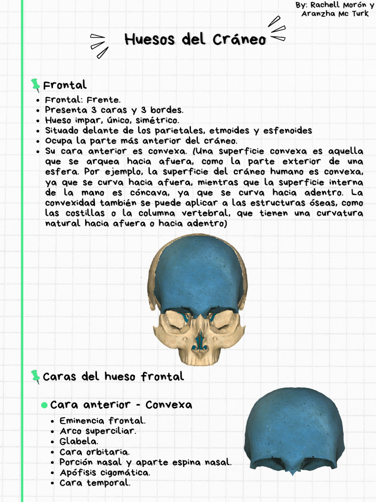 Huesos Del Cráneo Pdf