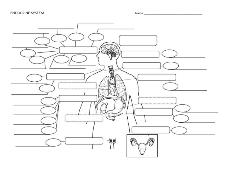 Endocrine Concept Map | PDF