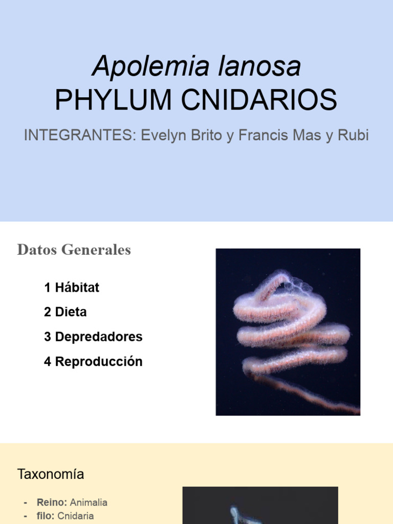 Apolemia Lanosa PHYLUM CNIDARIOS | PDF