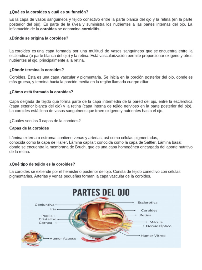 Qué Es La Coroides y Cuál Es Su Función | PDF | Ojo humano | Percepción ...