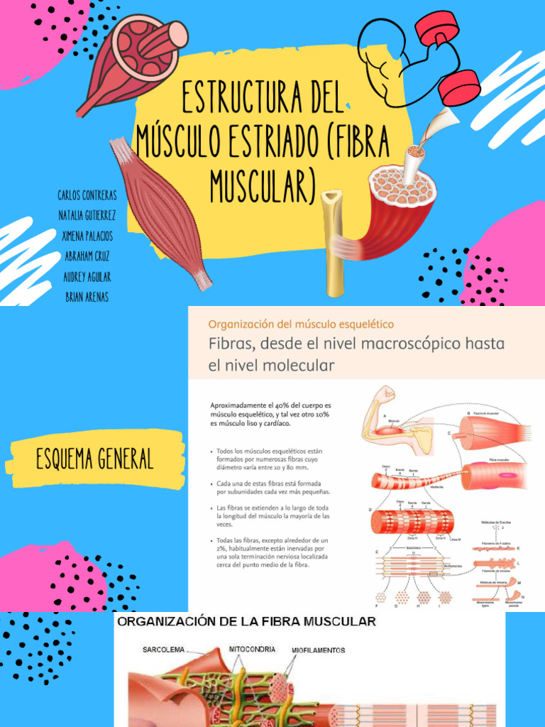 Estructura Del Musculo Estriado - Compressed | PDF