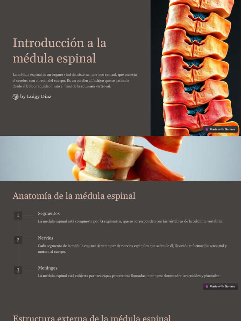 Medula Espinal | PDF | Médula espinal | Ciencia y matemáticas