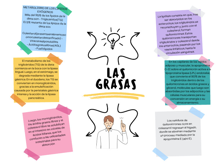 Las Grasas Icker 4º | PDF