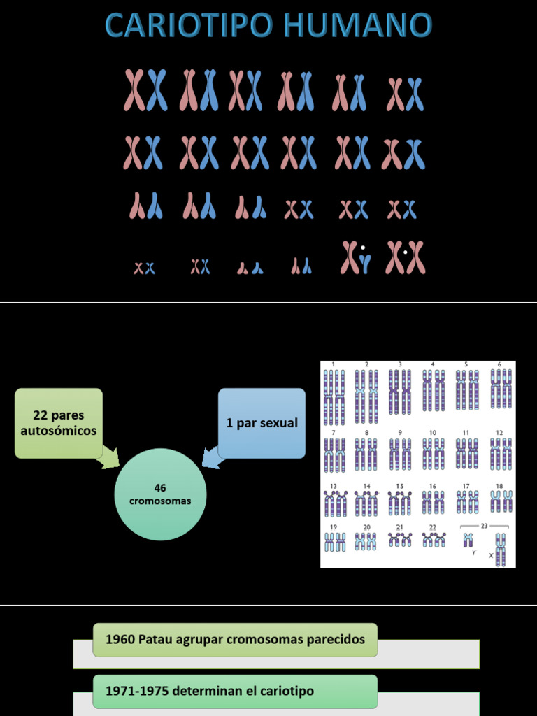 Clase 4 Cariotipo Humano | PDF