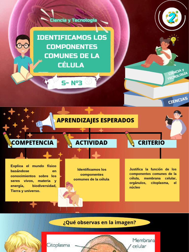 Identificamos Los Componentes Comunes de La Célula: Cienc IAS | PDF