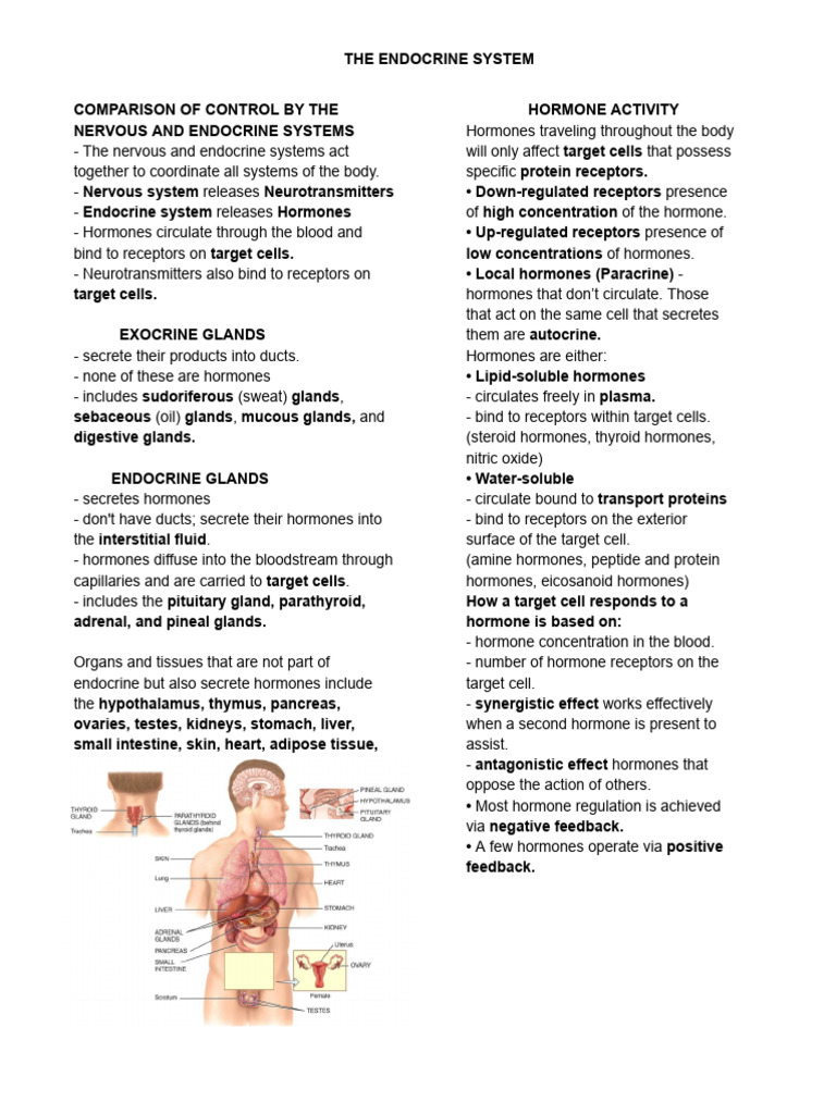 Endocrine | PDF