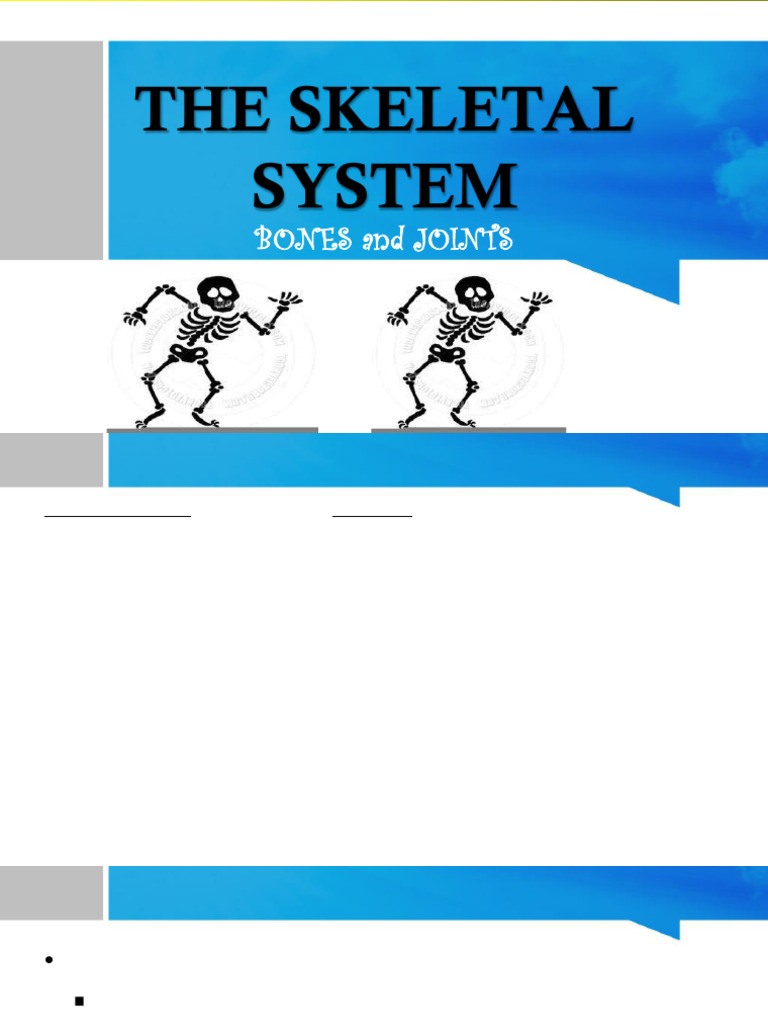 Skeletal System | PDF