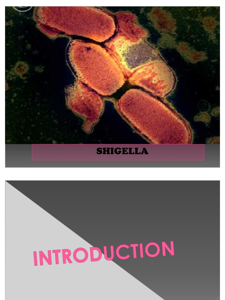 shigella
