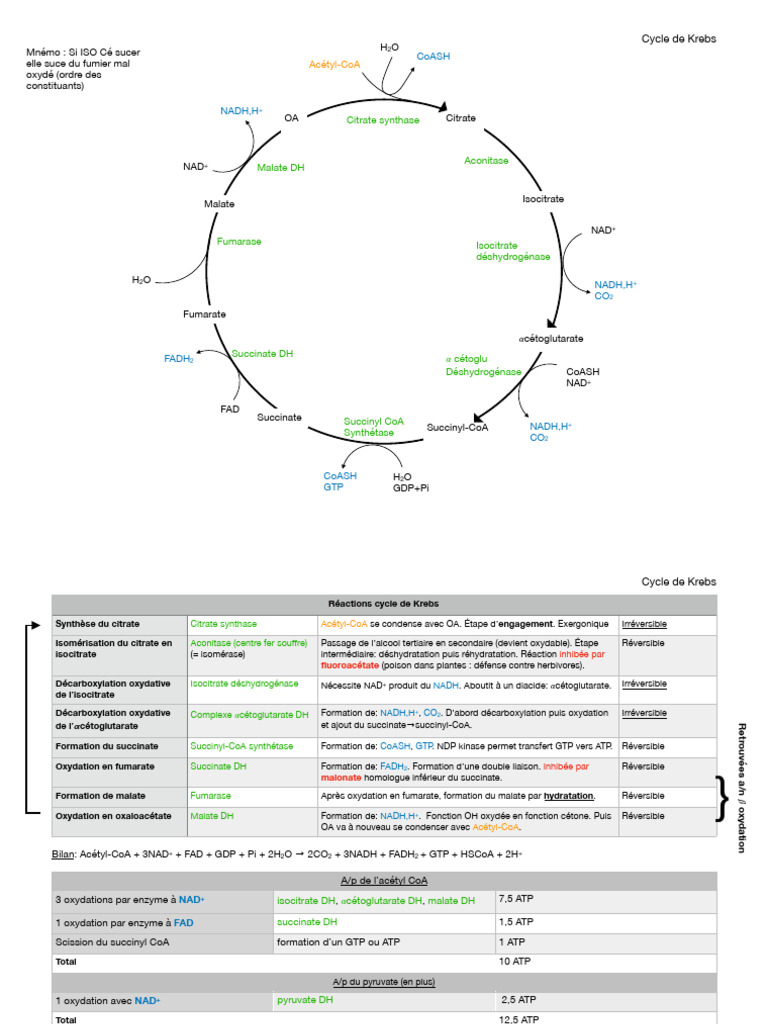 Cycle de krebs | PDF