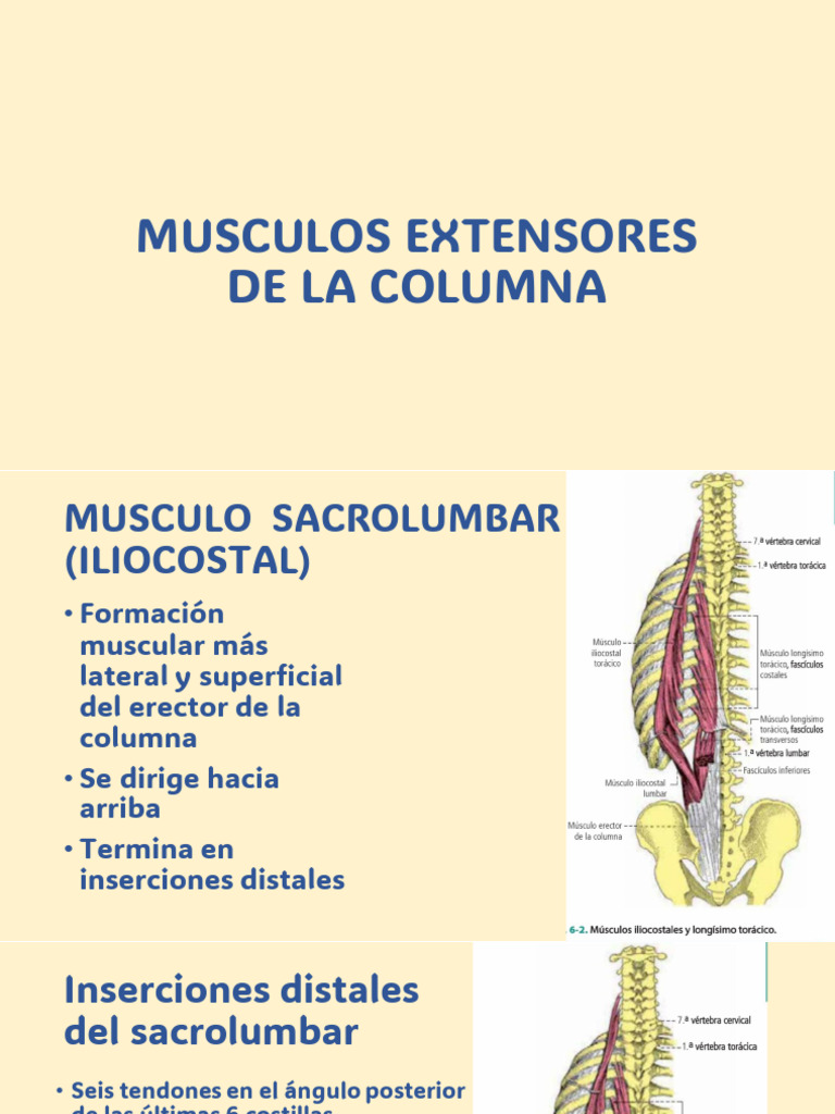 Musculos Extensores de La Columna | PDF