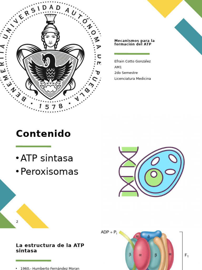 Mecanismos para La Formación Del ATP | PDF