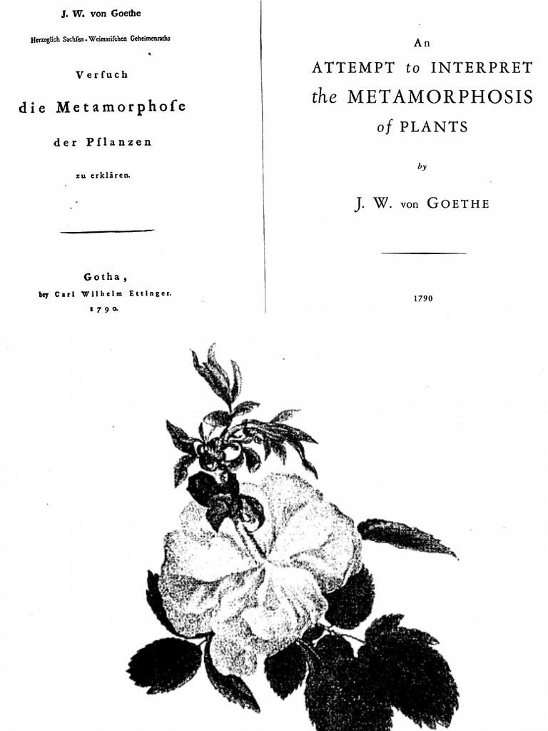goethes metamorphoses of plants | Petal | Flowers