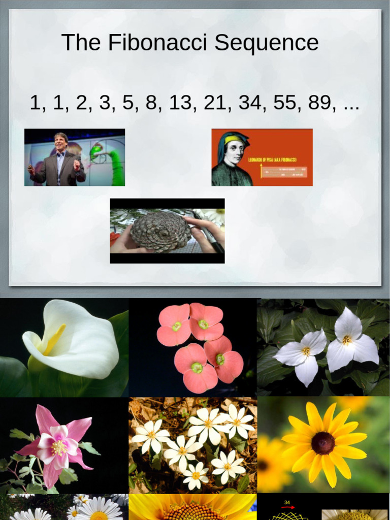 Fibonacci PPT With Video Links | PDF