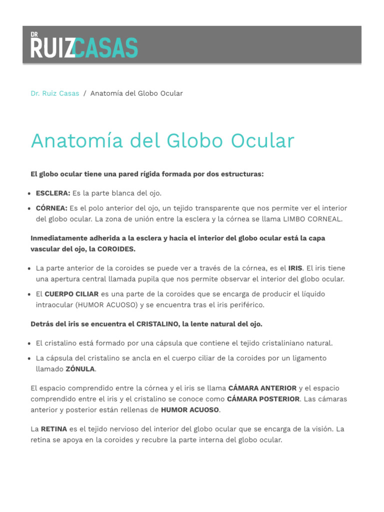 Anatomía Del Globo Ocular | PDF