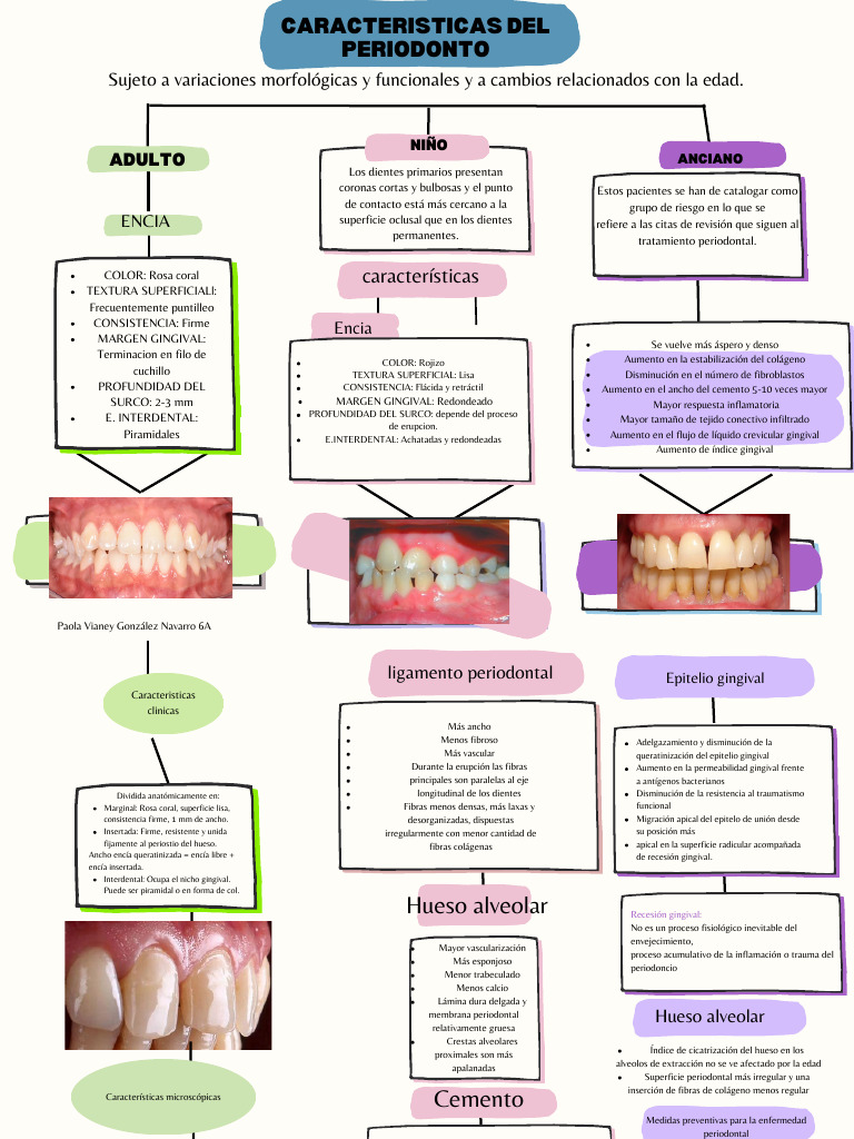 Periodonto Normal, Niño, Anciano | PDF
