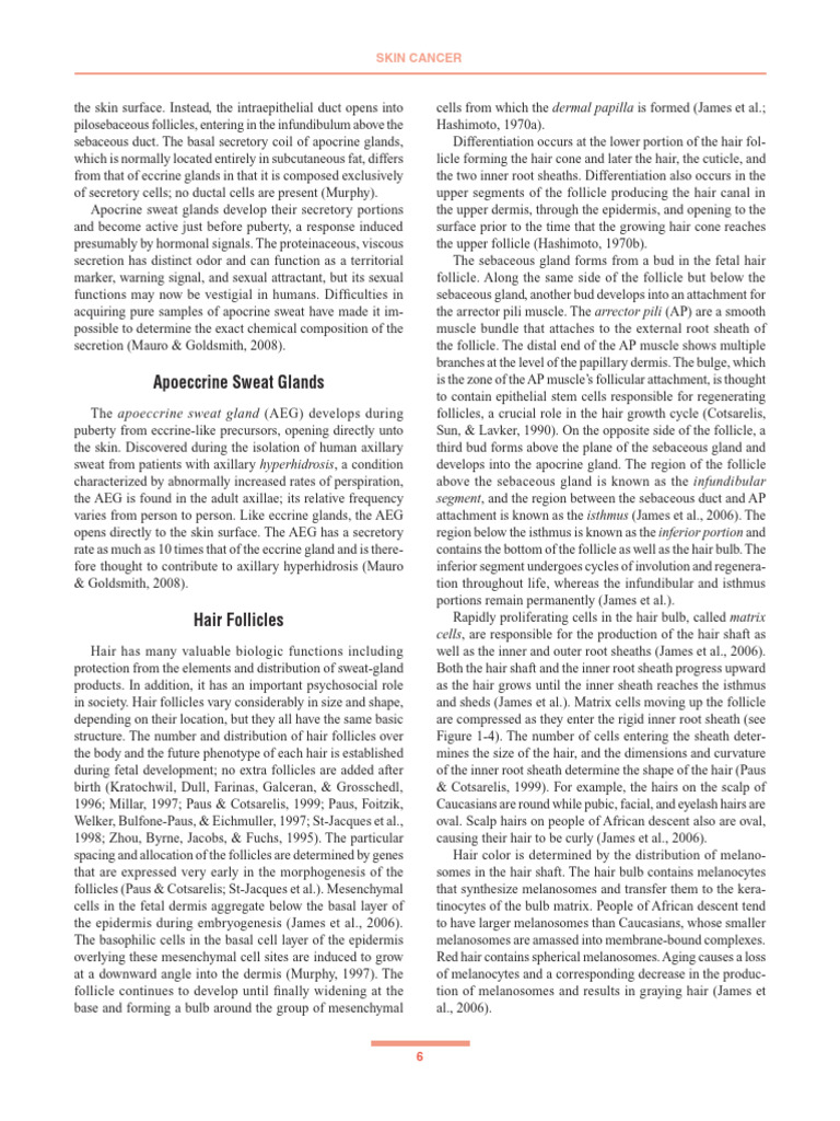 Apoeccrine Sweat Glands: Dermal Papilla | PDF