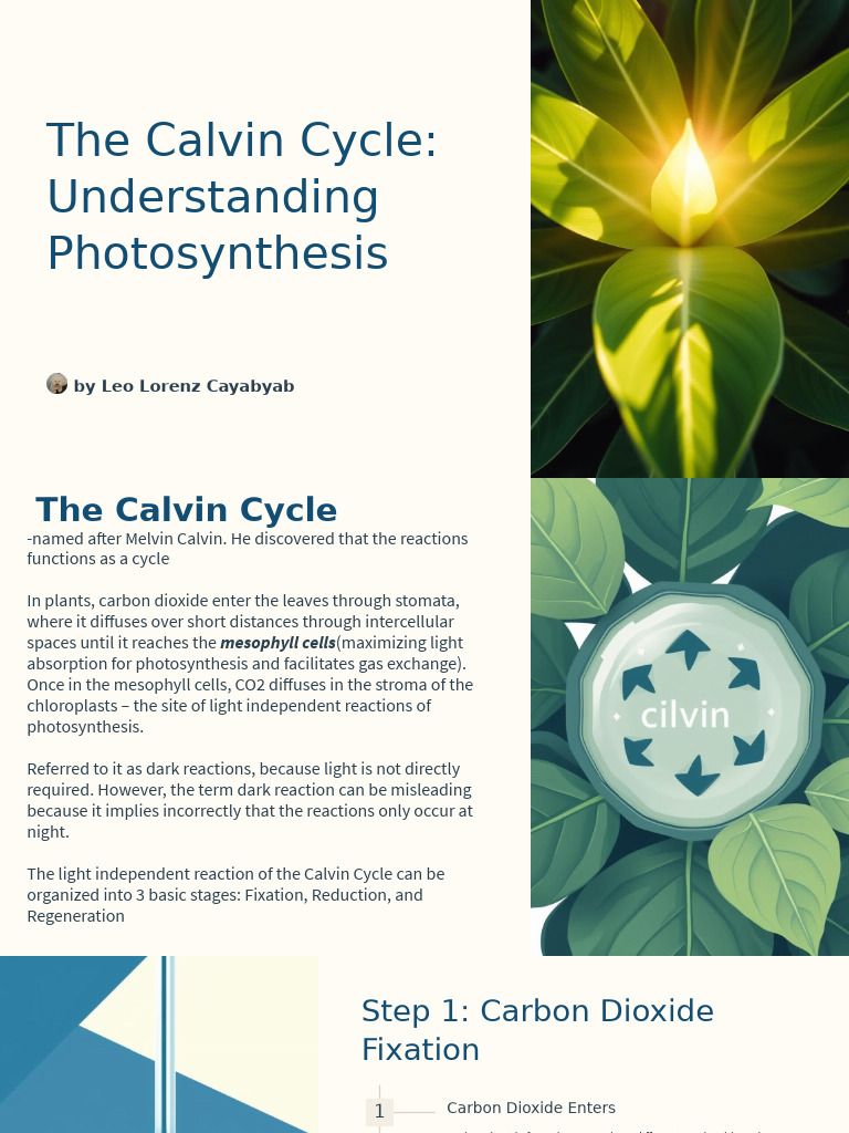 The Calvin Cycle Understanding Photosynthesis | PDF